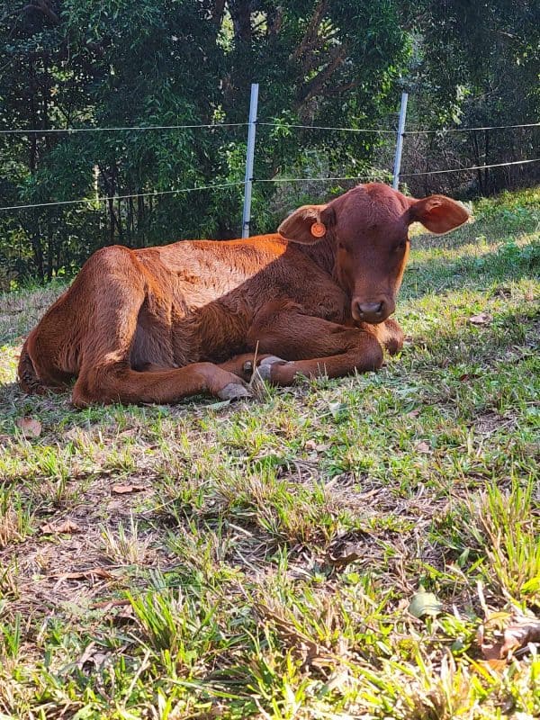 Fern - Cranky's Farm